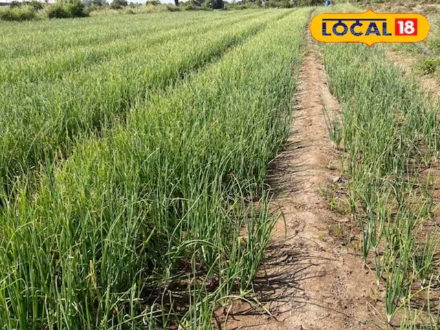 onion garlic thrips infestation solutions and biological control sa ...