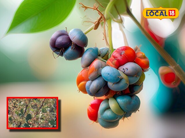 health benefits timur seeds and leaves zenthoxylum armetum uses sa ...