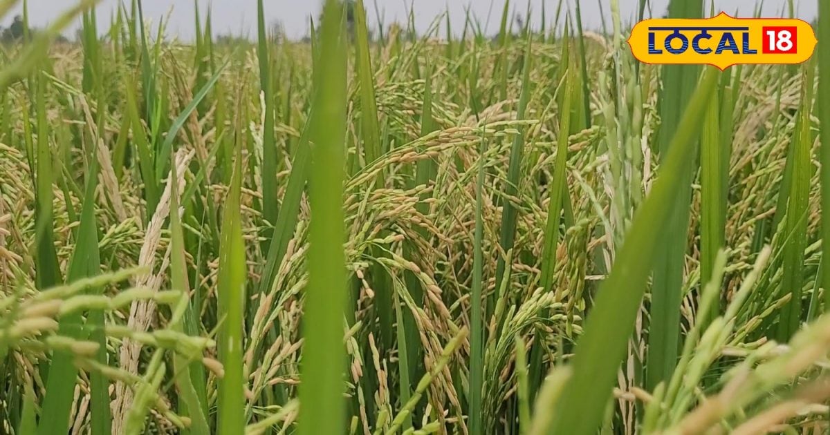 Paddy purchase: सरकार दे रही है धान की अच्छी कीमत, किसानों को देनी होगी यह जानकारी, करना होगा यह ...