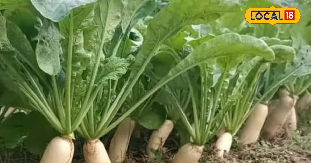 how to cultivation of radish farming profit yield per acre - News18 हिंदी