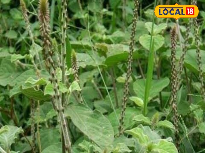 benefits of Chirchita root and plant treatment of urinary disease cold ...