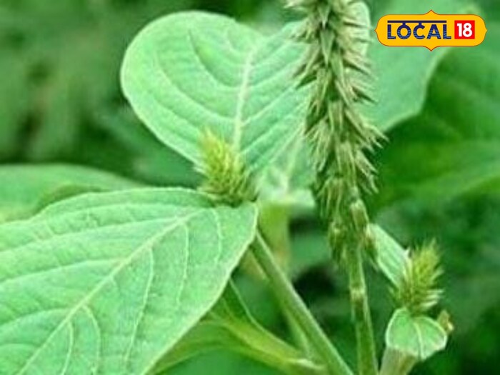 benefits of Chirchita root and plant treatment of urinary disease cold ...