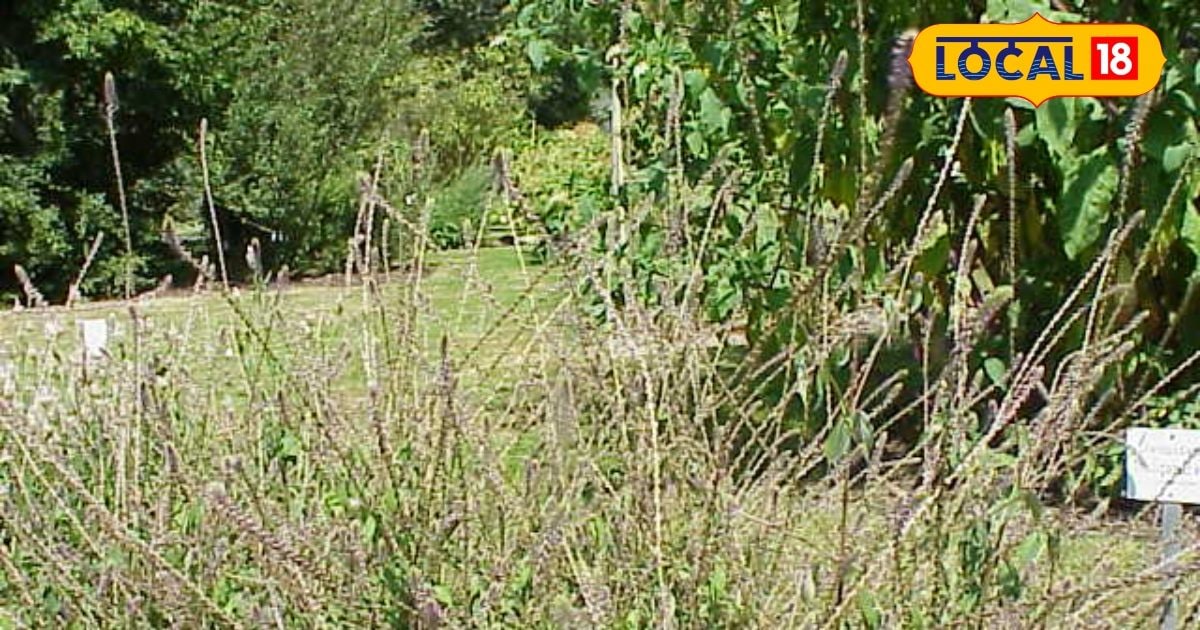 benefits of Chirchita root and plant treatment of urinary disease cold ...