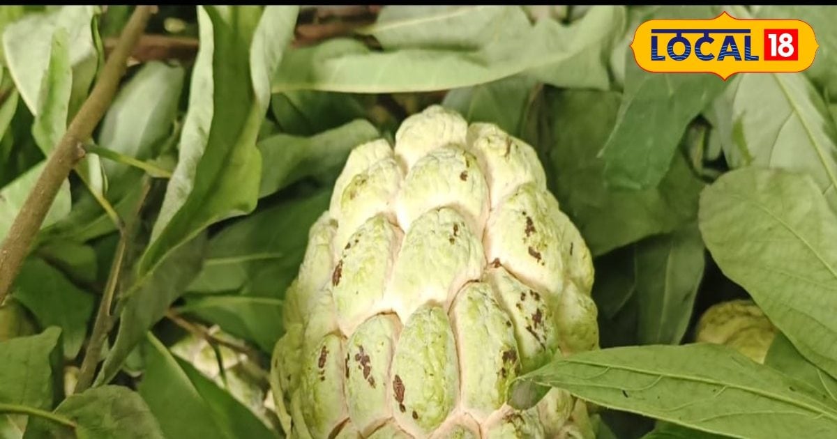 Maharashtra famous fruit Sitaphal delicious in Burhanpur