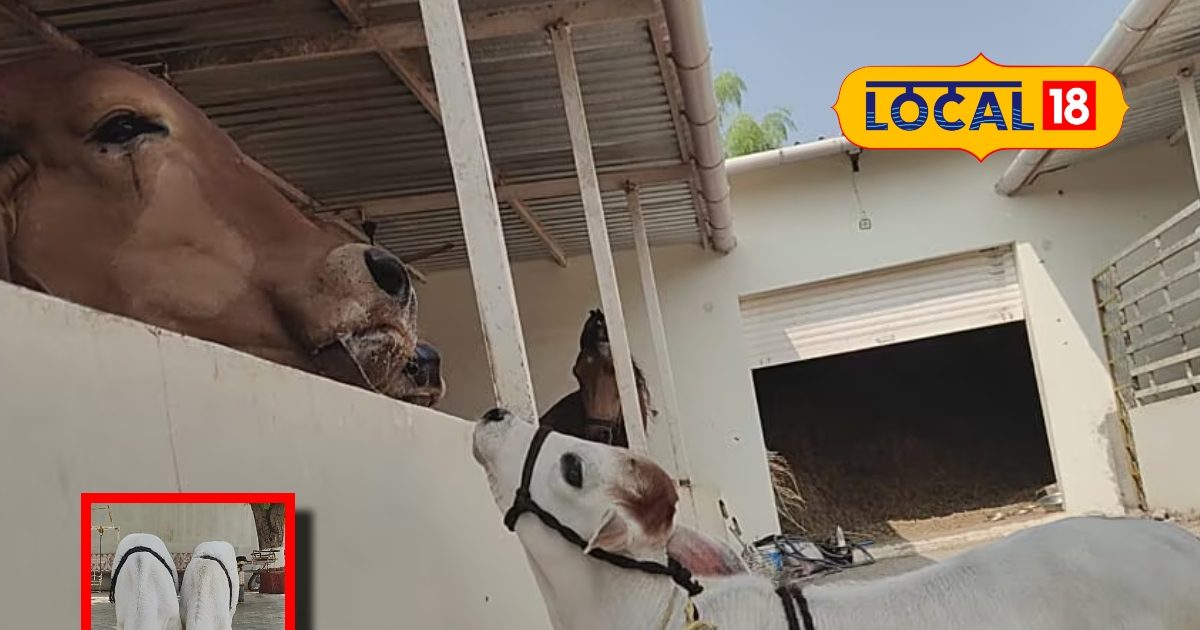 pongnur cow gives 3 liter milk daily know amazing facts about sa ...