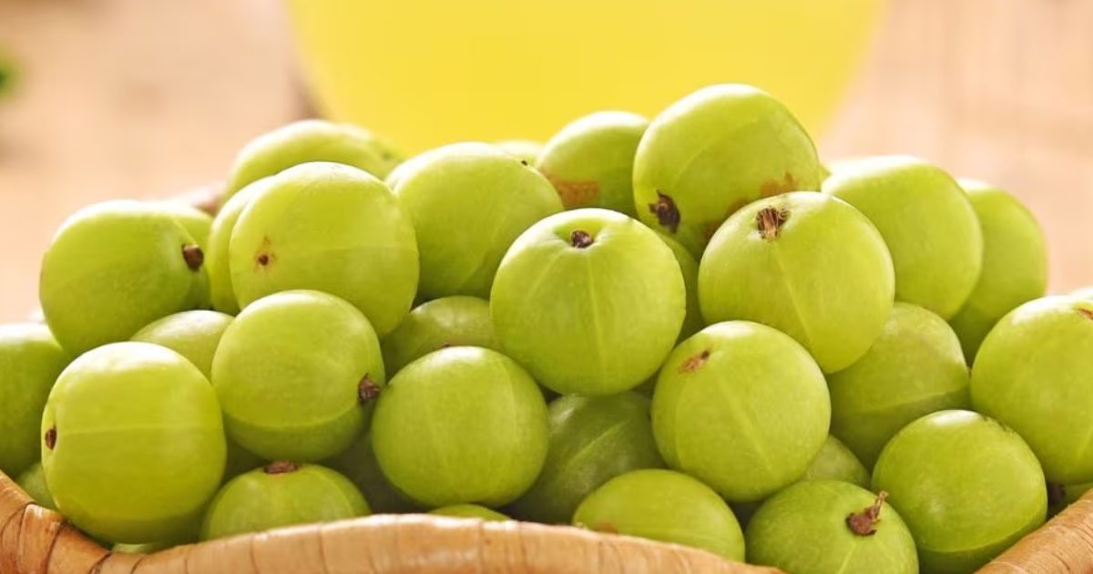 health benefits of eating amla in winter immunity digestion skin sa ...