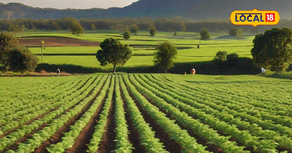 Chickpea crop chana farming disease prevention tips best seeds sa ...