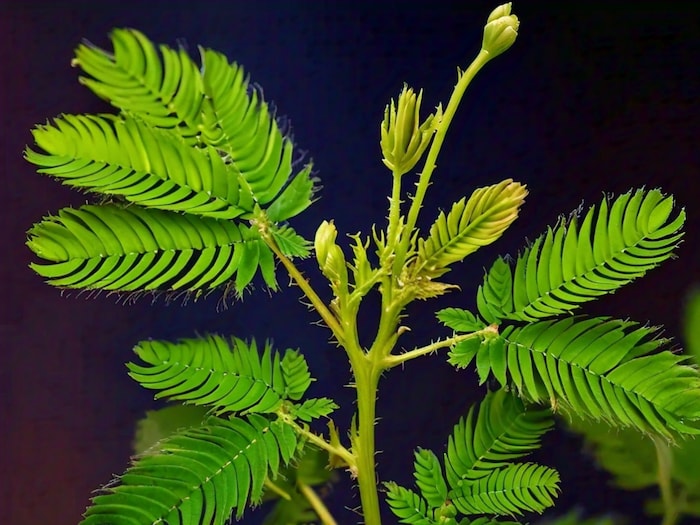 lajwanti plant chui mui plant benefits for digestion and diabetes sa ...