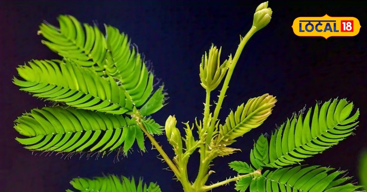 lajwanti plant chui mui plant benefits for digestion and diabetes sa ...