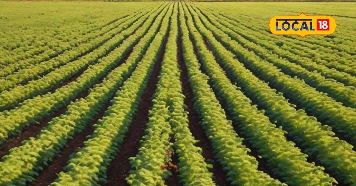 coriander farming dhania seeding time and best methods for farmers sa ...