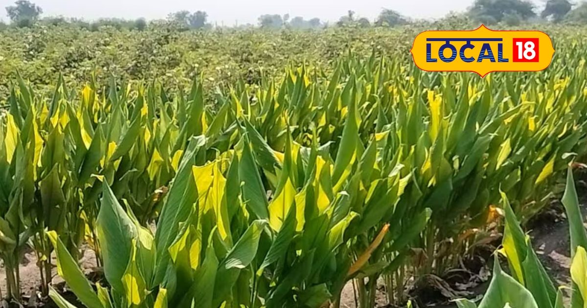 how organic farming can increase income with haldi and 13 other crops ...
