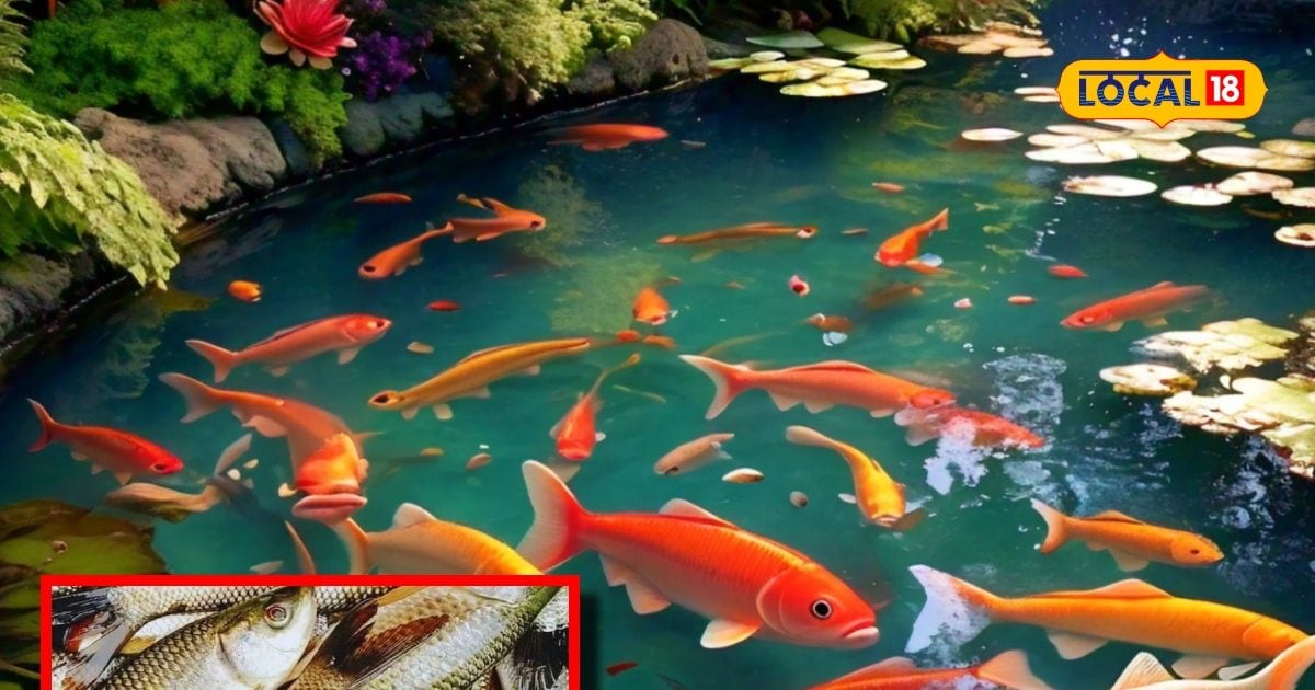 fish farming in winter tips to keep fish healthy and safe sa - News18 हिंदी