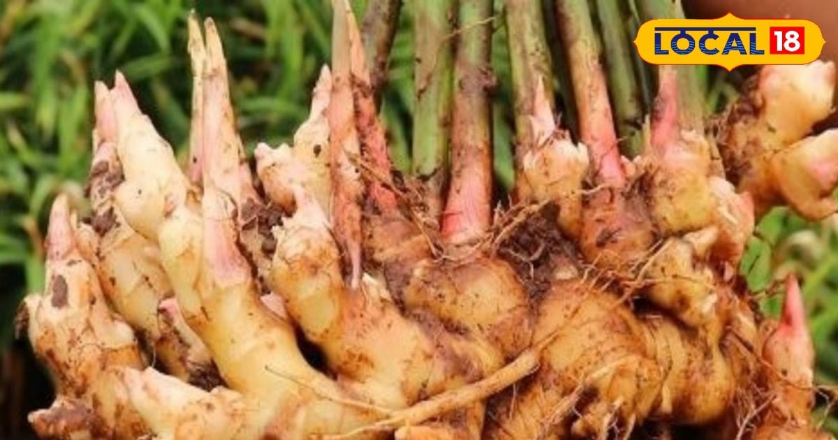 Ginger Farming: किसान अदरक की करें खेती, प्रति एकड़ 100 क्विंटल तक ...