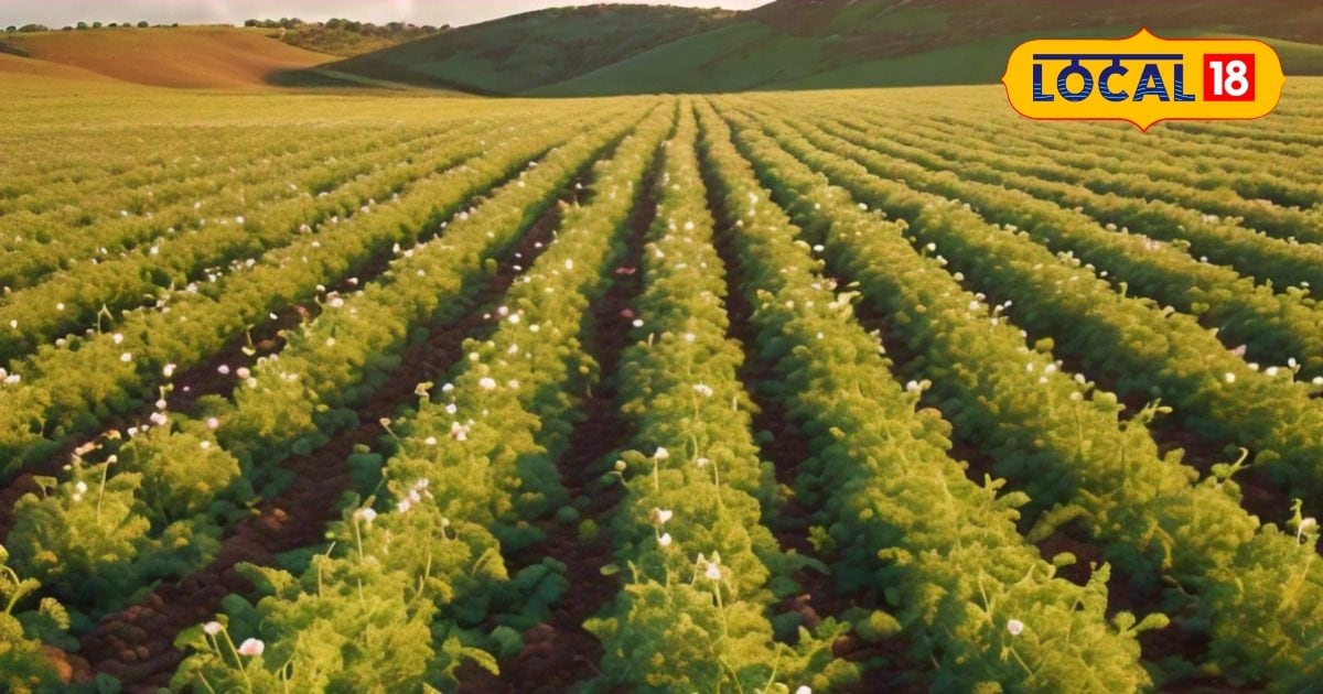 gram crop sowing tips for farmers seed treatment rabi farming sa ...