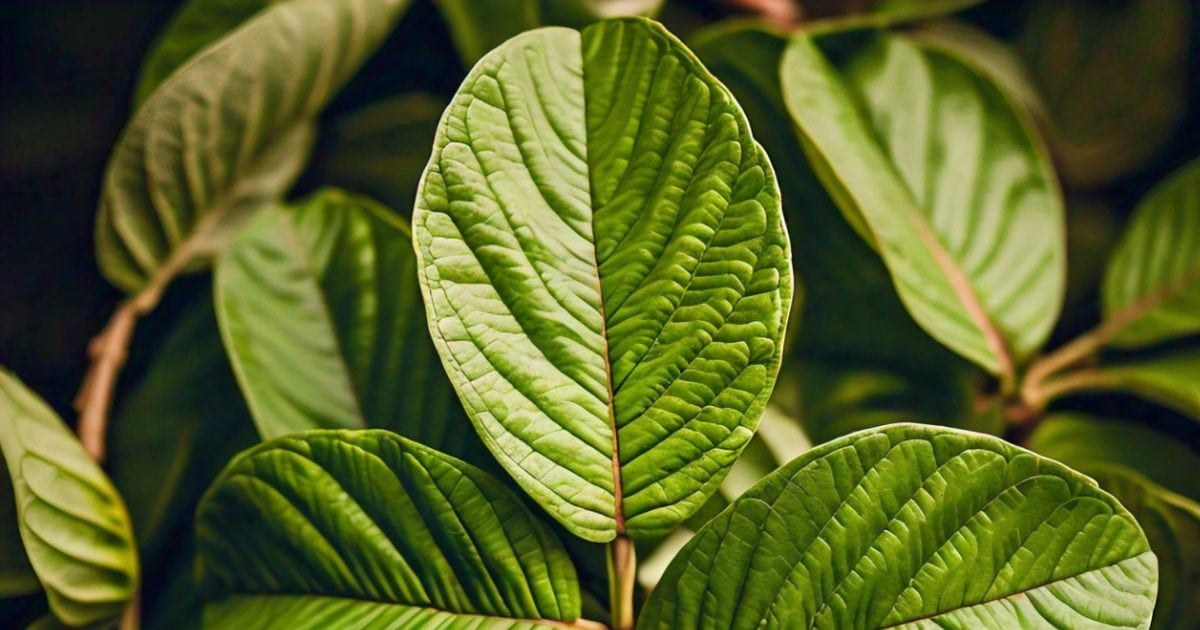 health benefits of Guava leaves for digestion and diabetes control sa ...