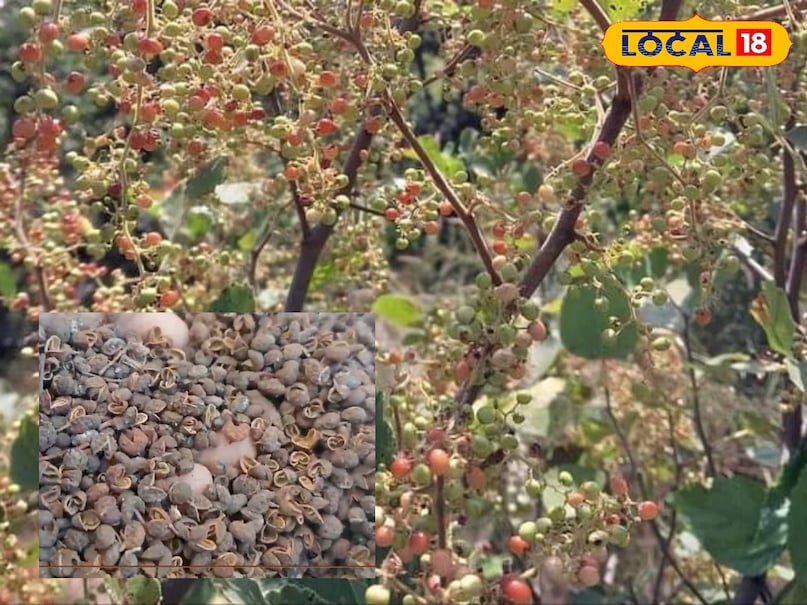 Benefits of Timur fruits twigs leaves seeds and bark for toothache and ...