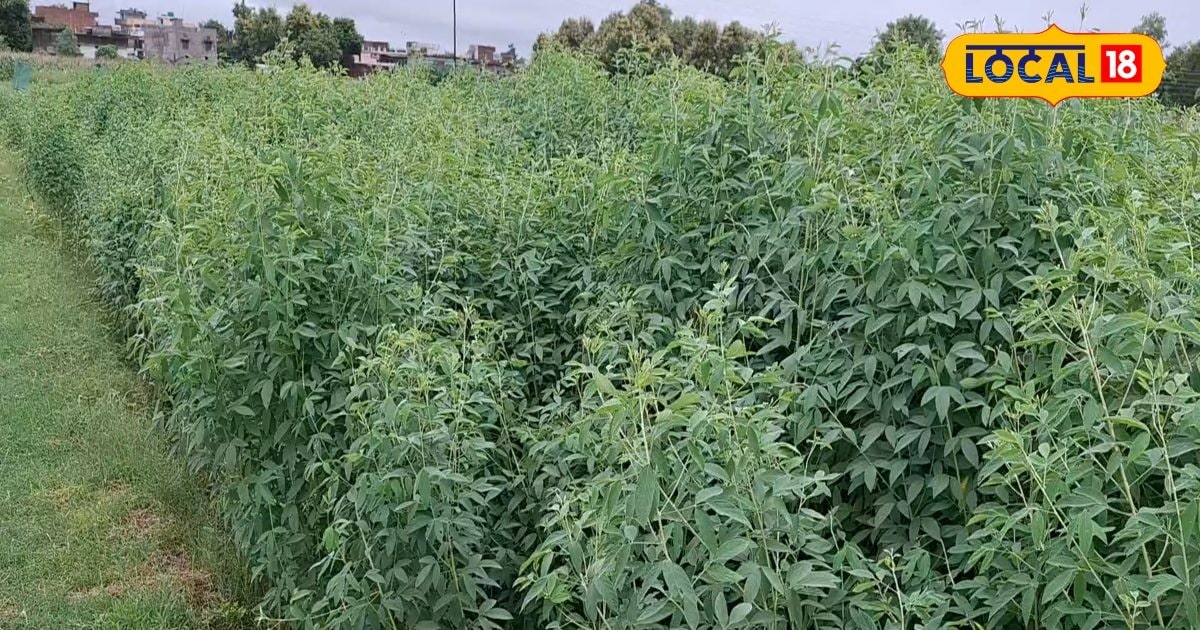 Tur Dal or arhar cultivation in kharif crop Millets farming tips ...