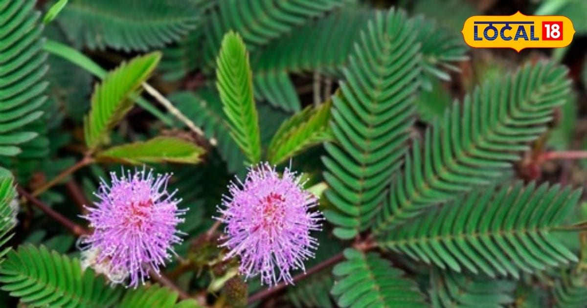 Benefits of Lajwanti or Chui Mui Shameplant for glowing skin treatment ...