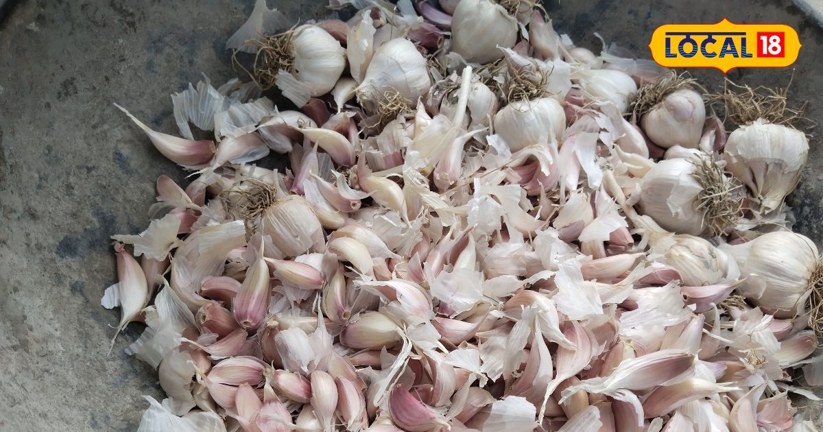 right method cultivation of good species garlic benefits lahsun ki ...