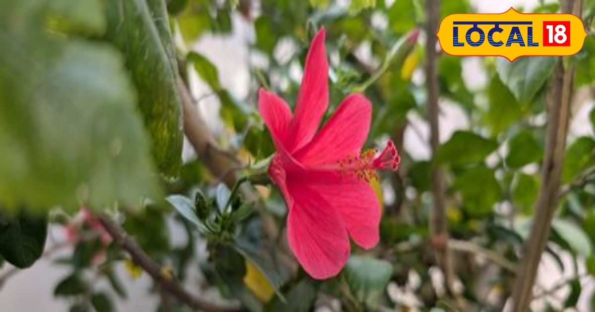 benefits of Hibiscus use in here treatment women period pain form ...