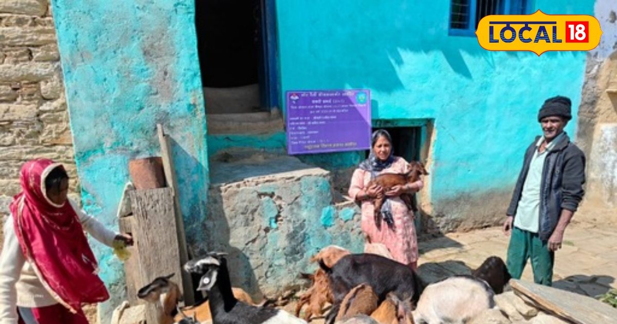 how to do animal husbandry business insurance loan from bank - News18 हिंदी