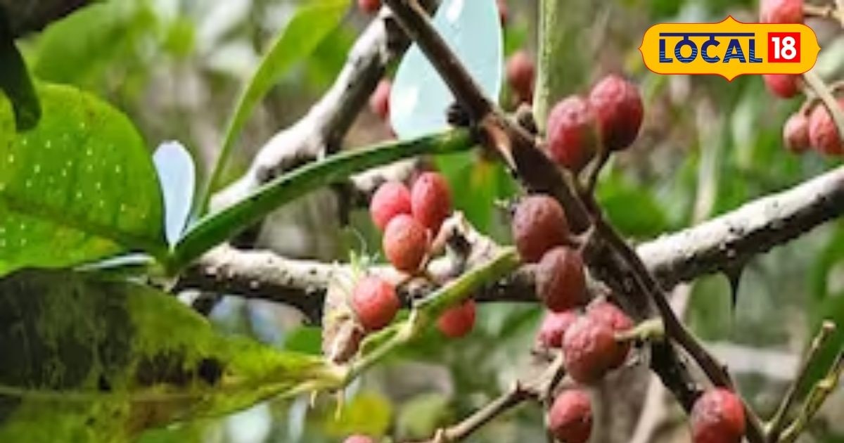 Benefits of Timur fruits twigs leaves seeds and bark for toothache and ...