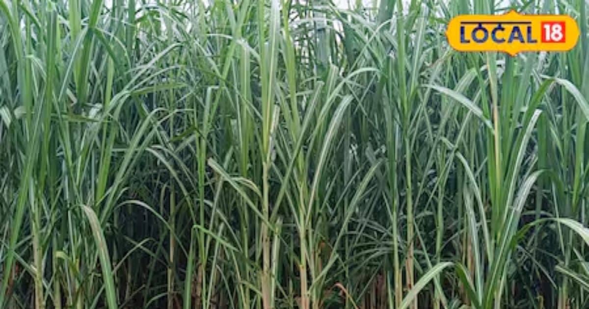 Last date of Farmer Registry Process Digital under Agri Stack scheme ...