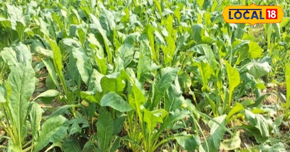 right method cultivation of rabi season vegetable radish farming tips ...