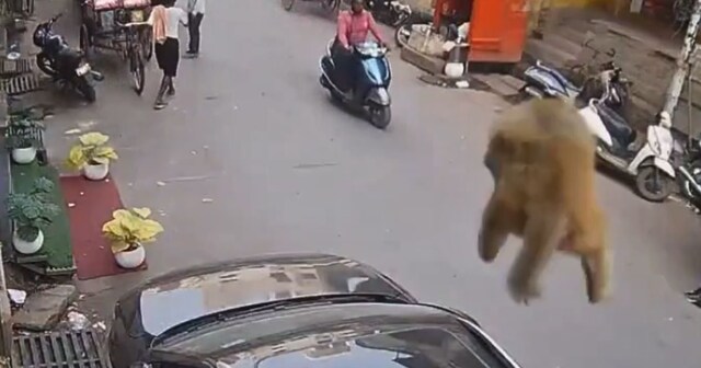 ऊपर से कूदा बंदर, नीचे खड़ी कार पर जा गिरा! गाड़ी की कर दी ऐसी हालत ...