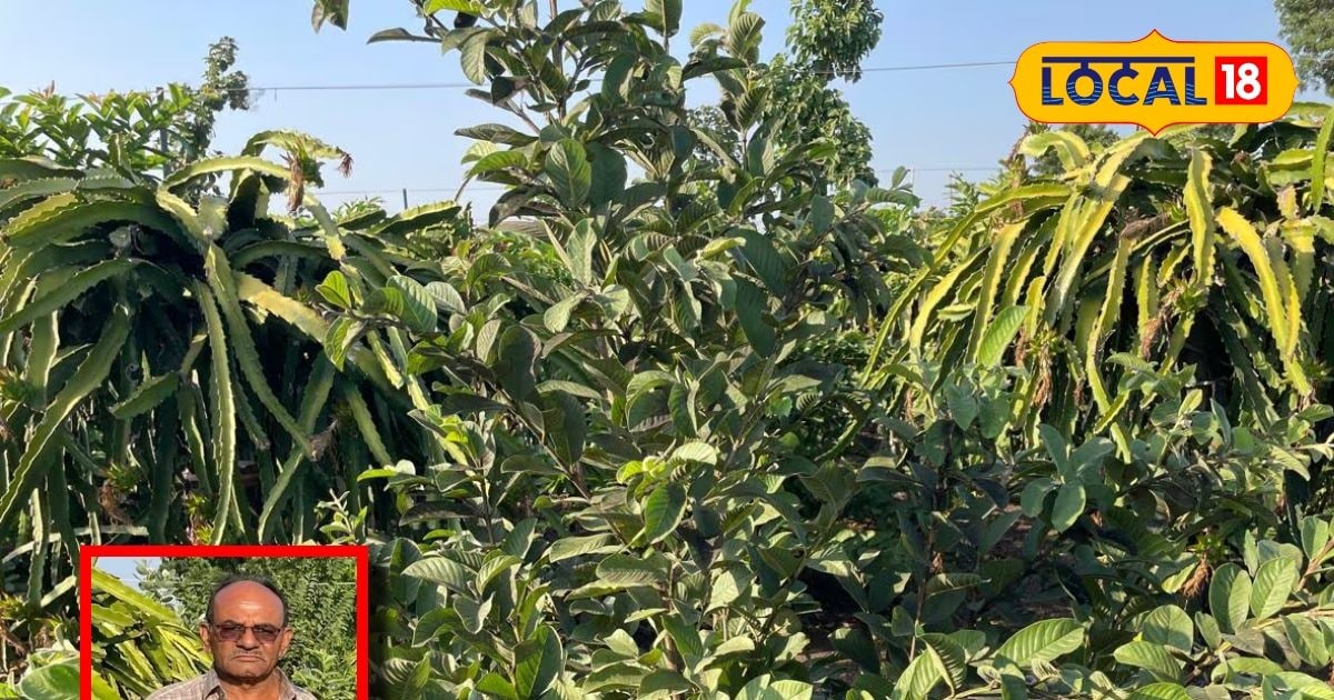 farming success story bhavnagar gujarat farmer 5 layer organic model sa - News18 हिंदी