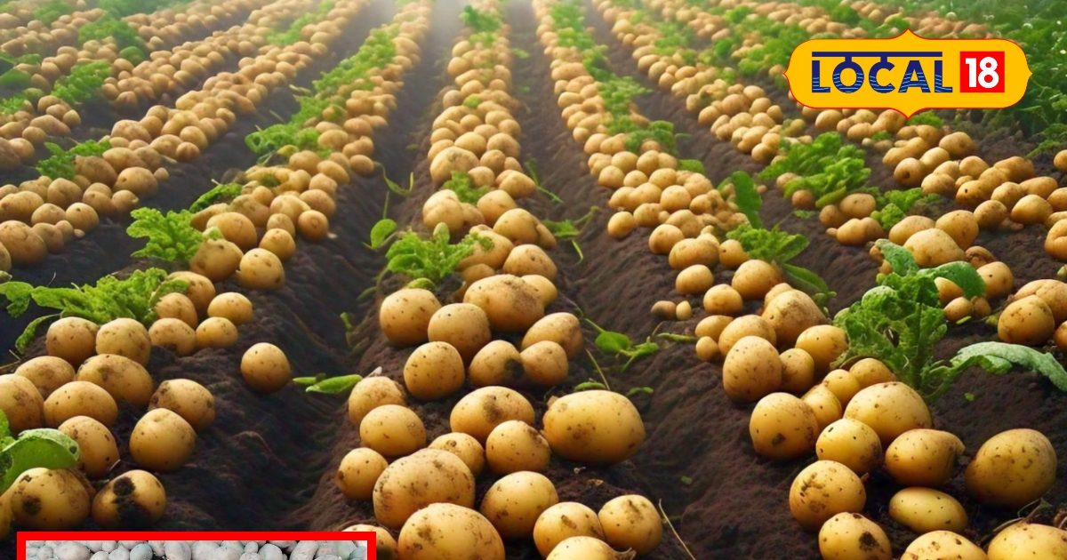 potato cultivation farming aloo crop yield increase tips sa - News18 हिंदी