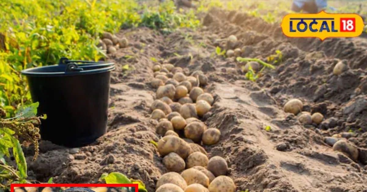 winter potato cultivation tips aloo ki kheti farming sa - News18 हिंदी