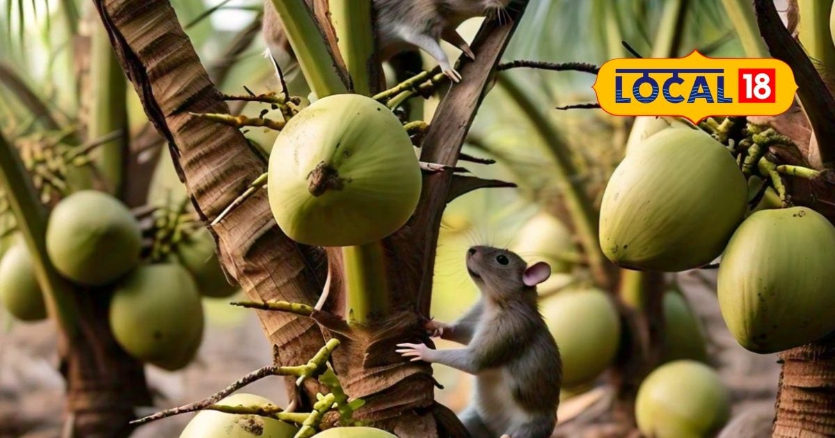 rat control techniques for coconut farmers sa - News18 हिंदी
