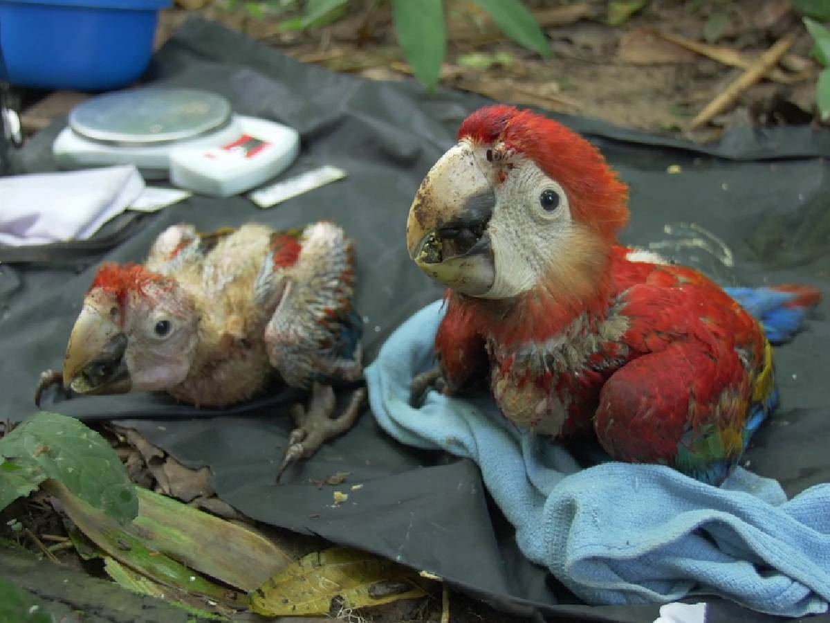 Amazing Animal: अपने बच्चों के साथ भेदभाव करते हैं ये खूबसूरत तोते ...