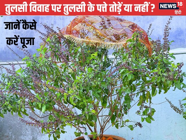 Tulsi Vivah 2024: आज तुलसी विवाह पर तोड़ सकते हैं तुलसी के पत्ते? पूजा ...