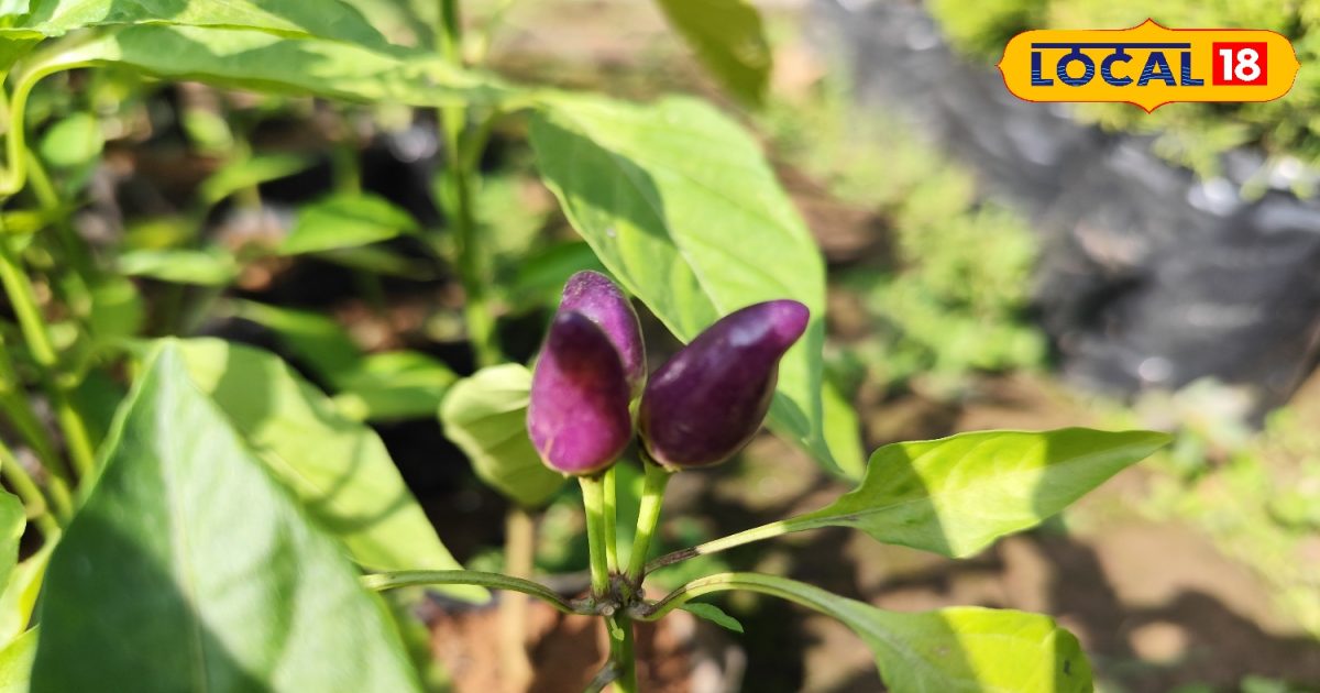 Benefits of purple chilli: अब अपनी डाइट में शामिल करें बैंगनी मिर्च ...