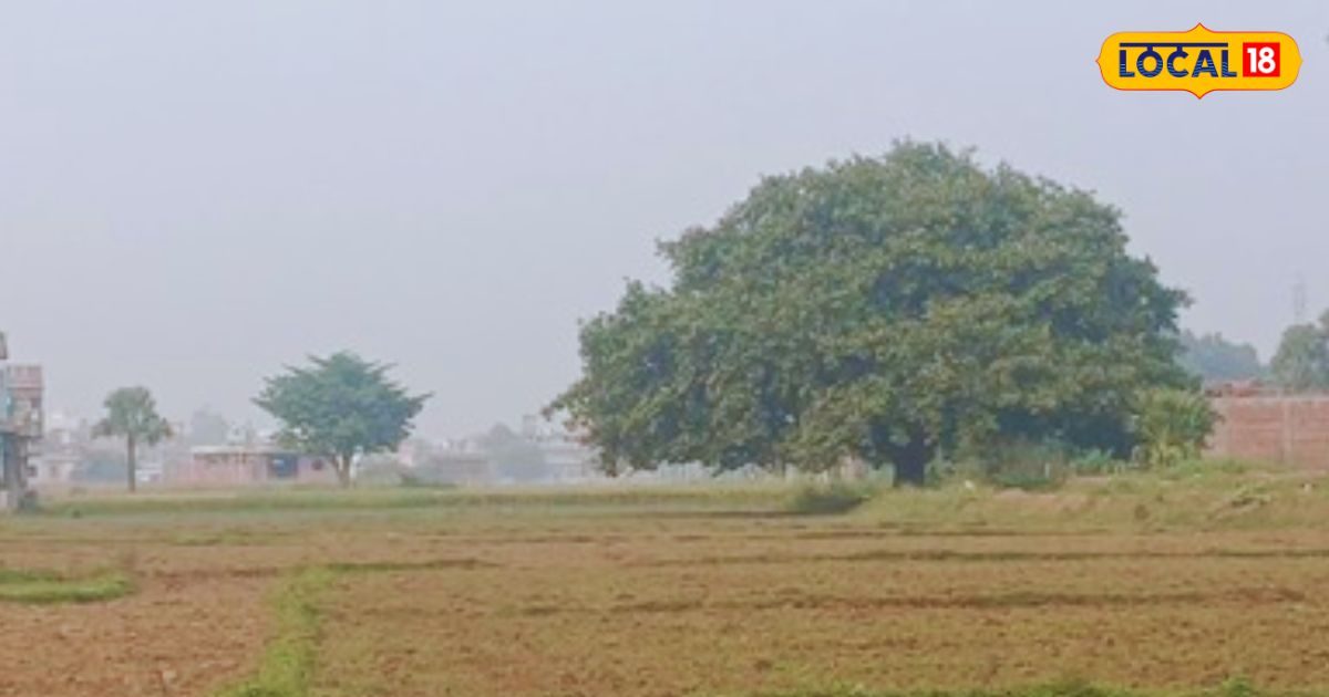 Agri Tips: बुवाई से सिंचाई तक, एक्सपर्ट से जानें गेहूं की खेती के लिए ये टिप्स, बंपर होगी ...