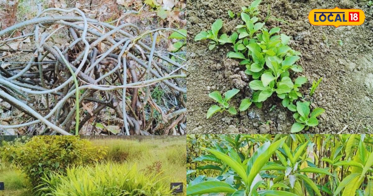 Agri Tips: औषधीय पौधों की खेती से किसान हो सकते हैं मालामाल, होगी बंपर कमाई, यहां से लें ...
