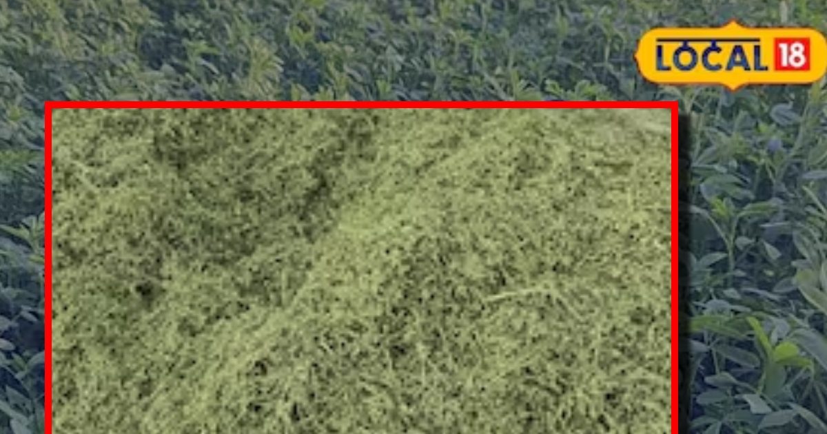 benefits of Alfalfa rizka herb for humans and animals in ayurveda sa ...