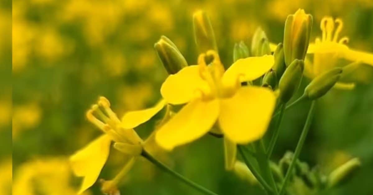 Assam dhansiri river banks covered in yellow soybean flowers a ...