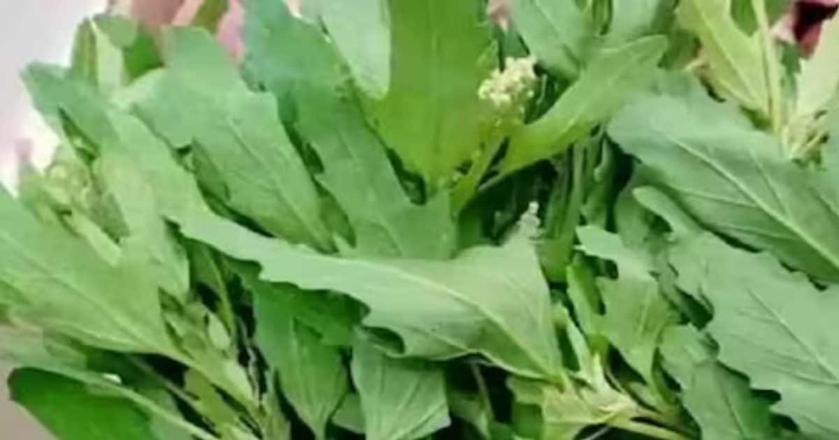 bathua benefits ayurvedic properties for kidney stones urine burning ...