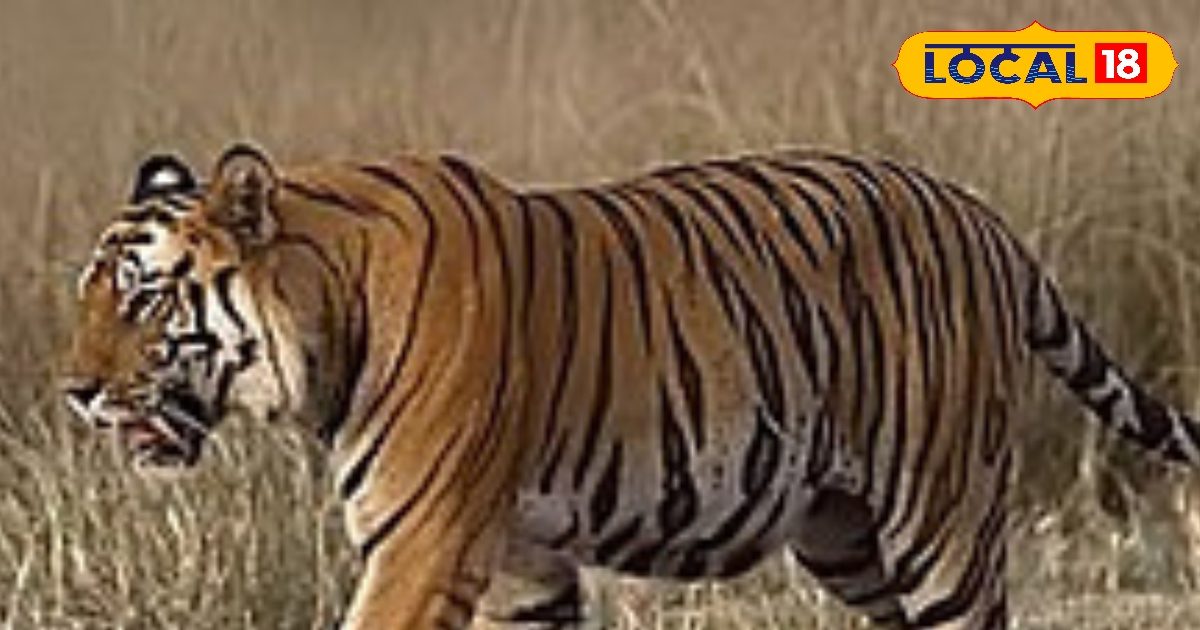 Tiger pug mark seen in residential area adjacent to VTR Forest ...