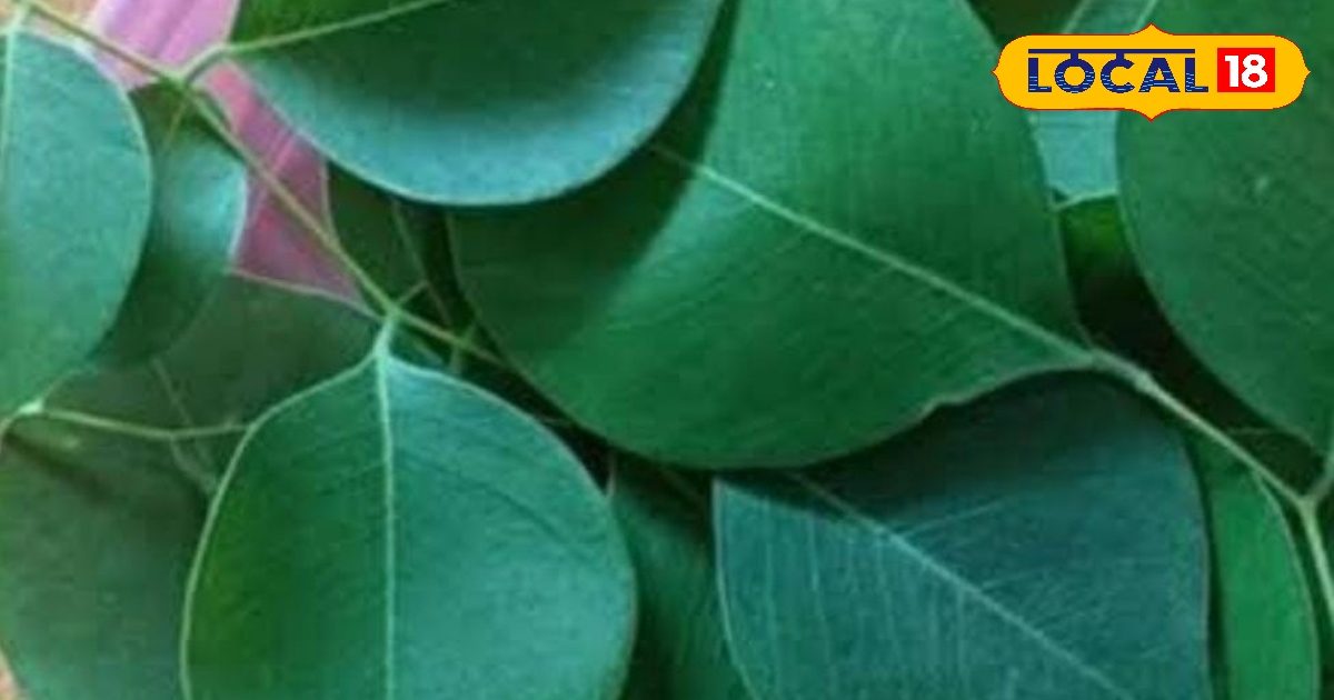 rosewood tree is very miraculous medicinal properties of rosewood tree ...