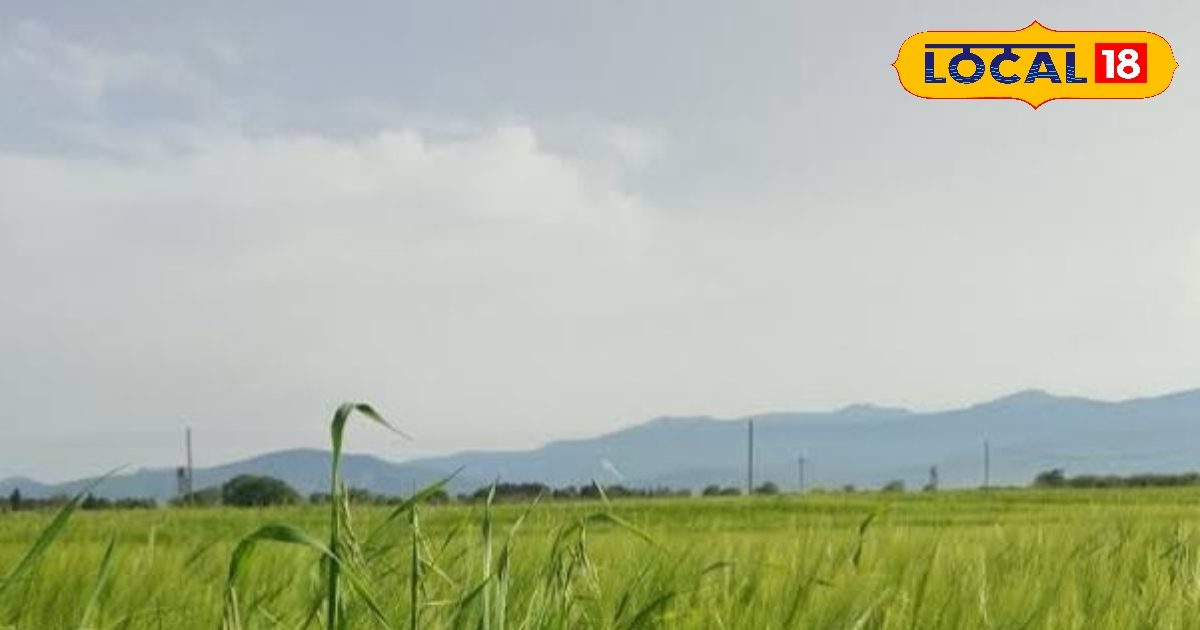 Agri News: खरपतवार से हैं परेशान तो बुवाई के समय कर लें ये छोटा सा काम, फसल को भी होगा फायदा ...