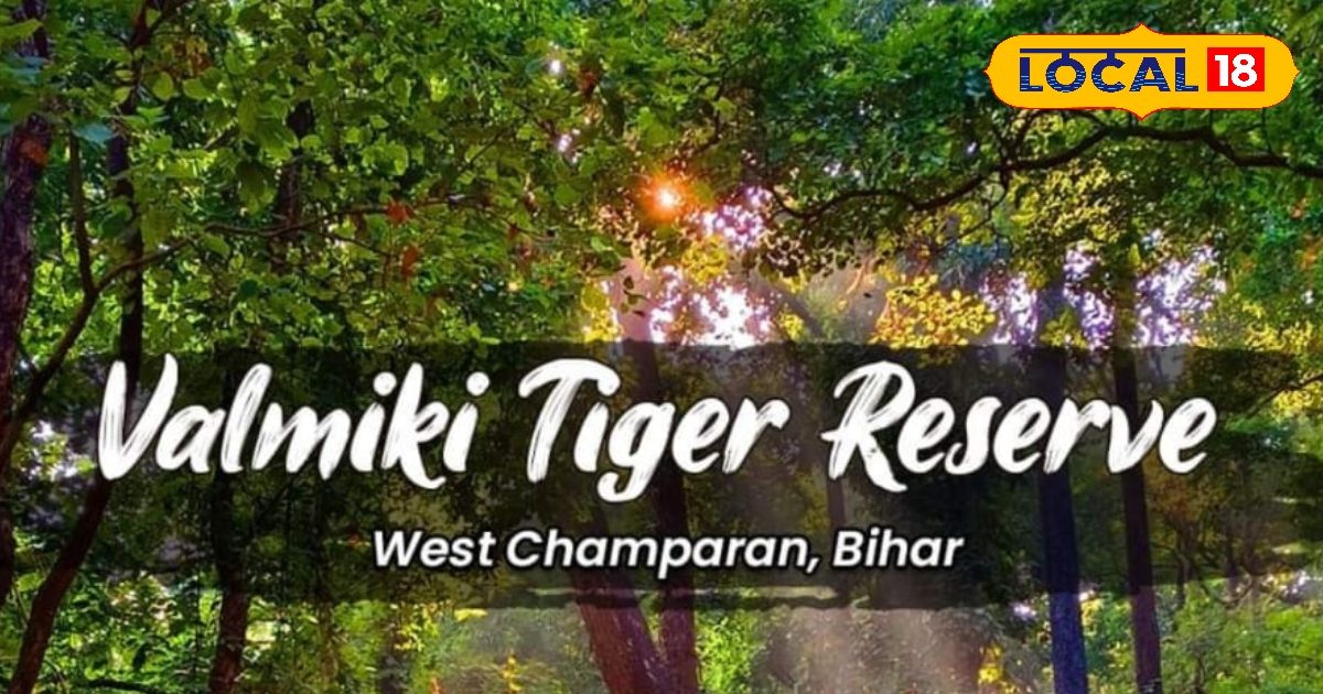 VTR Jungle Safari Foreign tourists are liking the jungle safari of VTR 27 foreign tourists ...