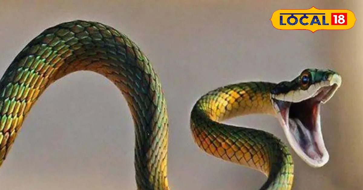 How much venom do snakes make in day and what do snakes release when ...