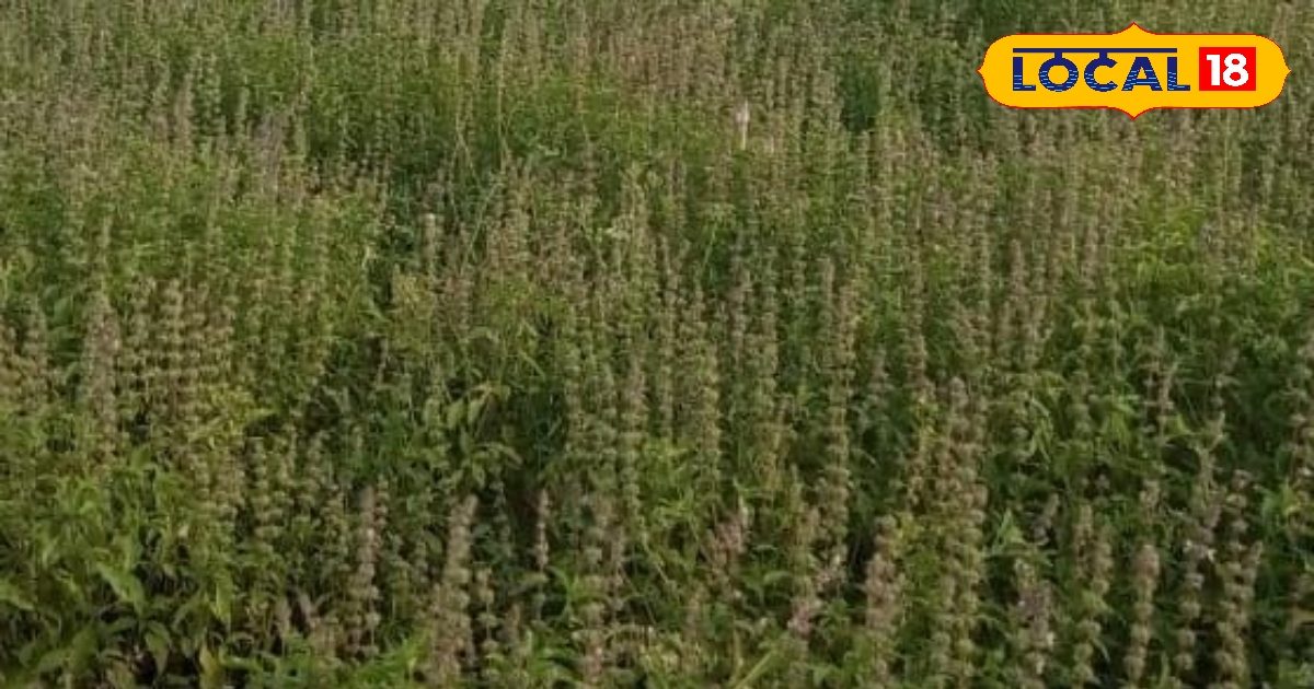 Bundelkhand farmers are changing there fortune with Tulsi farming ...