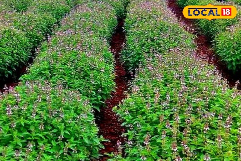 Bundelkhand farmers are changing there fortune with Tulsi farming ...