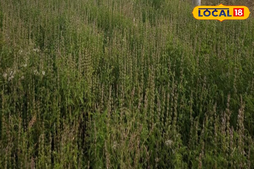 Bundelkhand farmers are changing there fortune with Tulsi farming ...