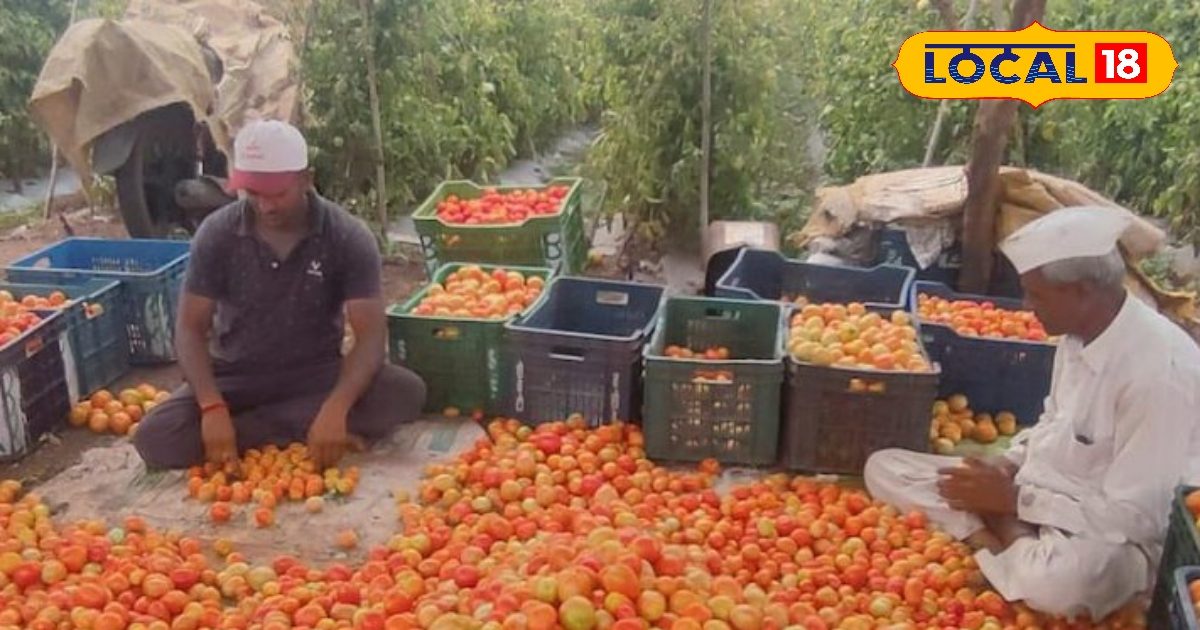 Agri Tips: 60 दिन की मेहनत देगी लाखों की कमाई, बस इस चीज की करें खेती, किसानों की घर बैठे होगी ...